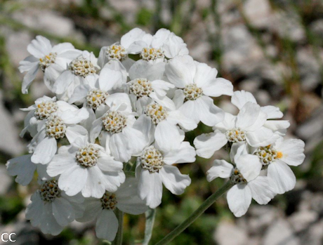 Achillea clavennae
