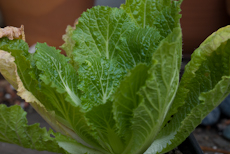 Brassica oleracea capitata group