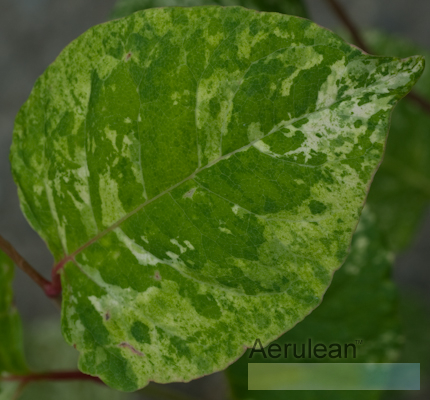 Fallopia japonica variegata
