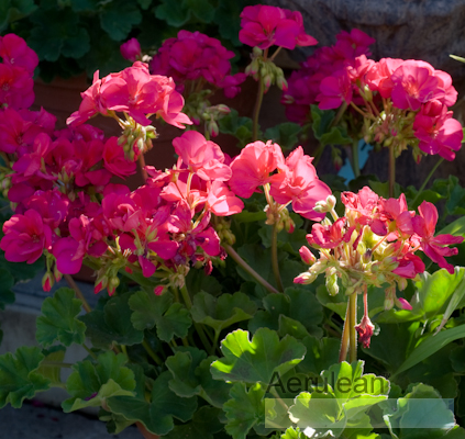 Geranium