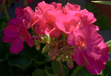 Geranium